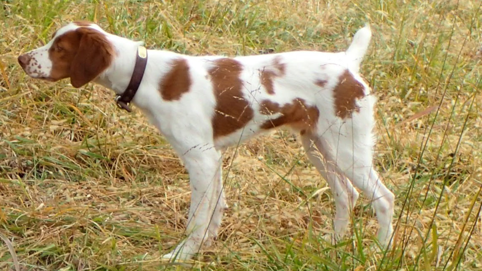 Home Page - Wingshooter Kennels