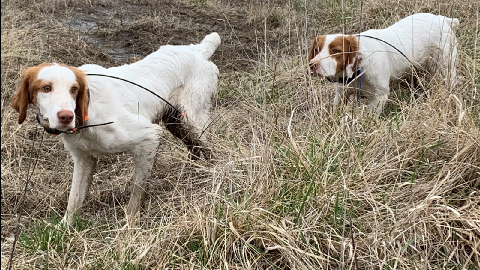 Home Page - Wingshooter Kennels