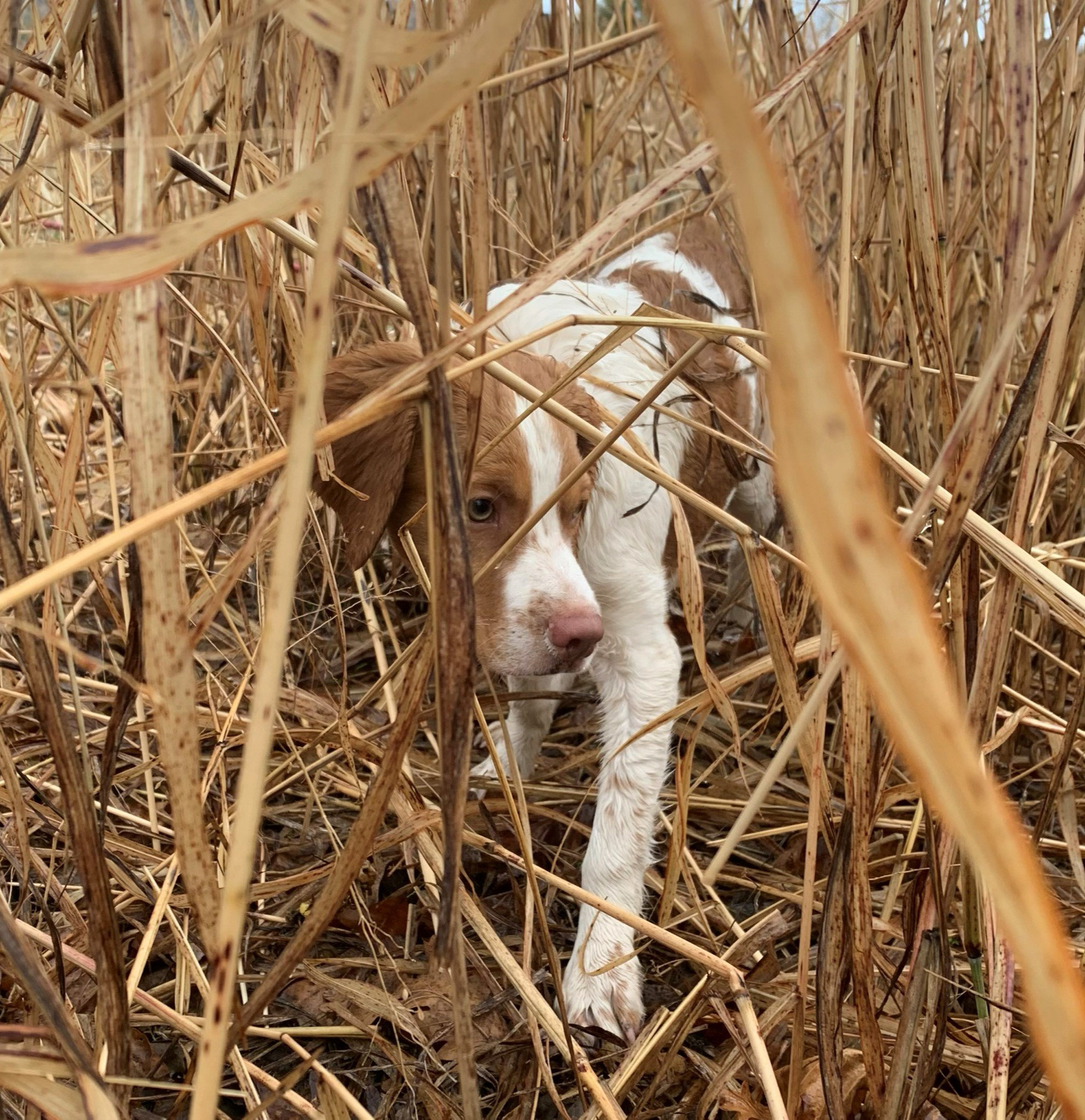 Training - Wingshooter Kennels