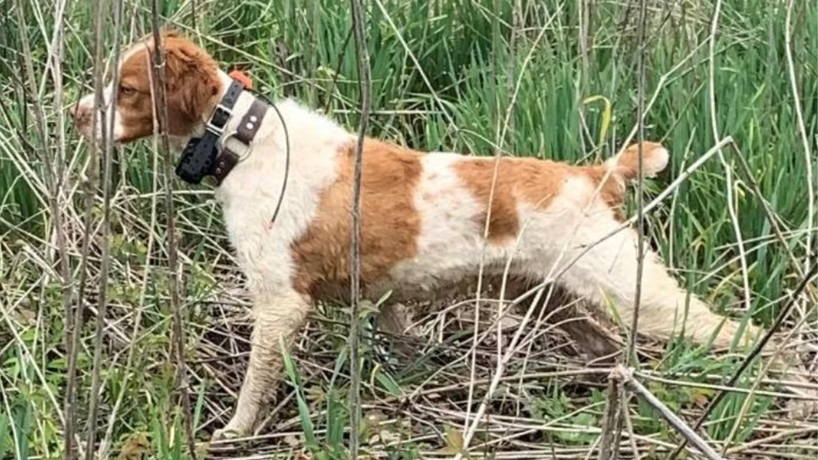 Home Page - Wingshooter Kennels